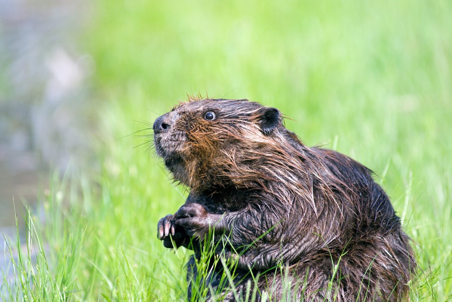 What is the National Animal of Canada: 7 Amazing Facts - Life As It Is