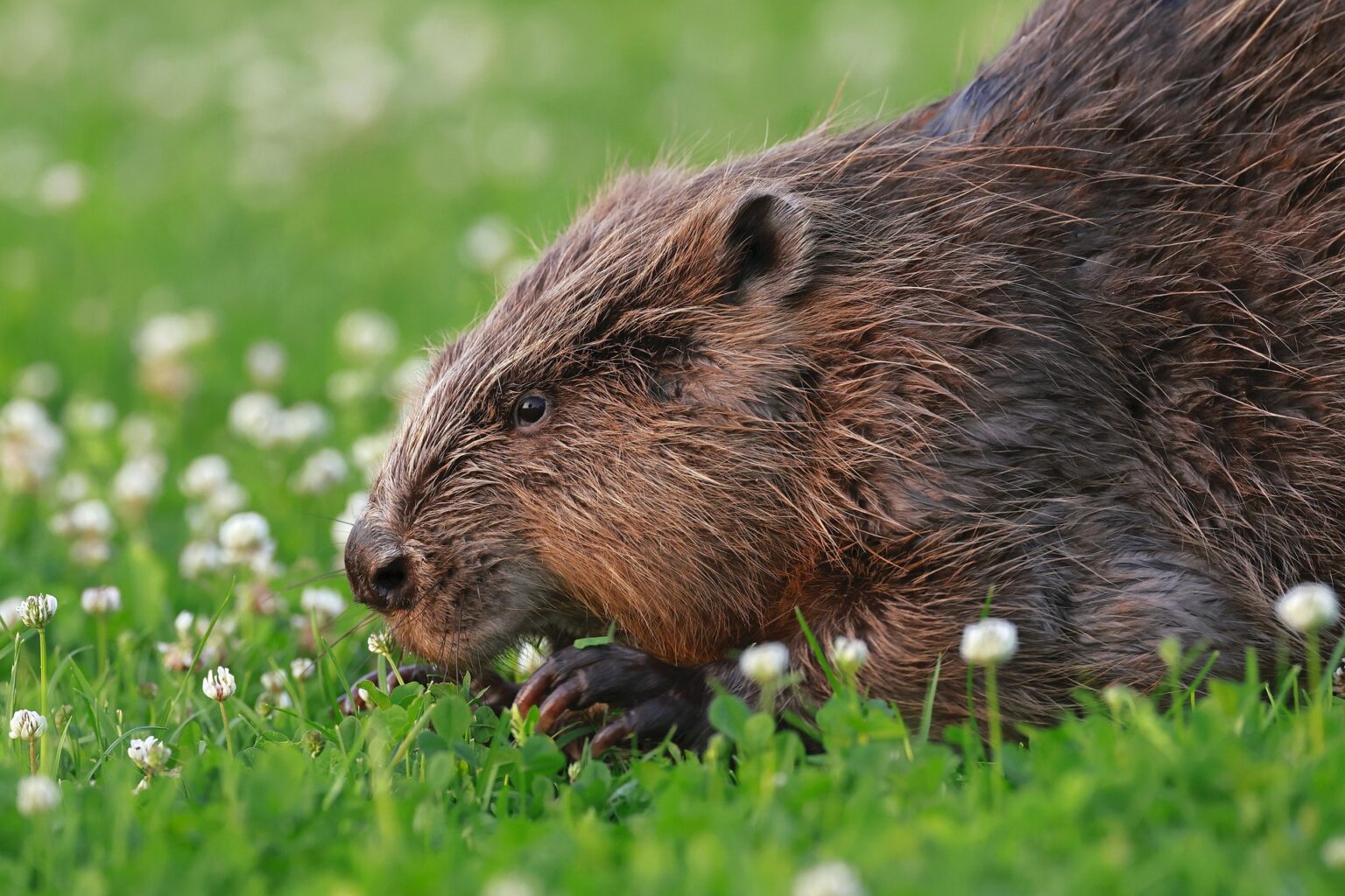 What is the National Animal of Canada: 7 Amazing Facts - Life As It Is