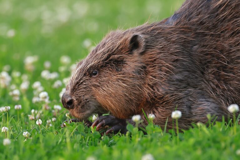 What is the National Animal of Canada: 7 Amazing Facts - Life As It Is